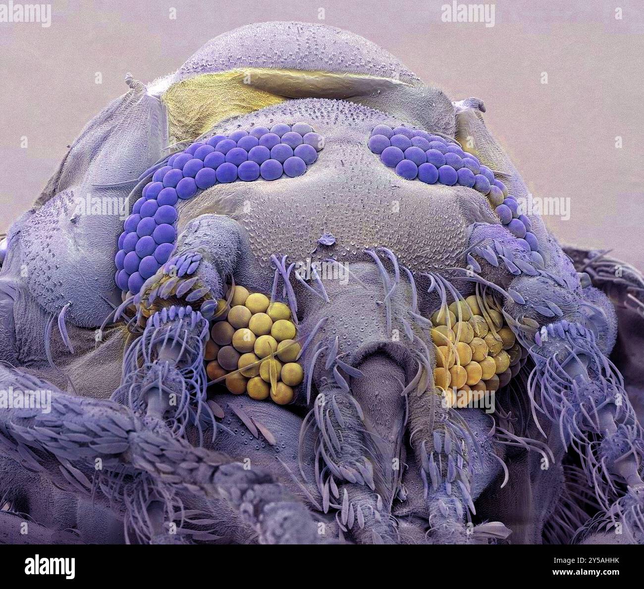 Moth fly. Coloured scanning electron micrograph (SEM) of a moth fly or ...