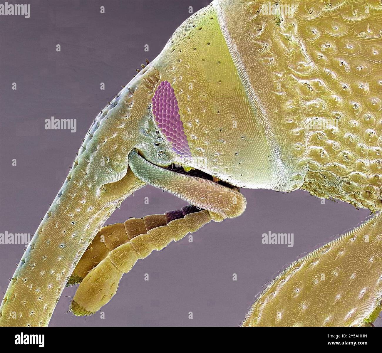 Grain weevil. Coloured scanning electron micrograph of a grain weevil ...