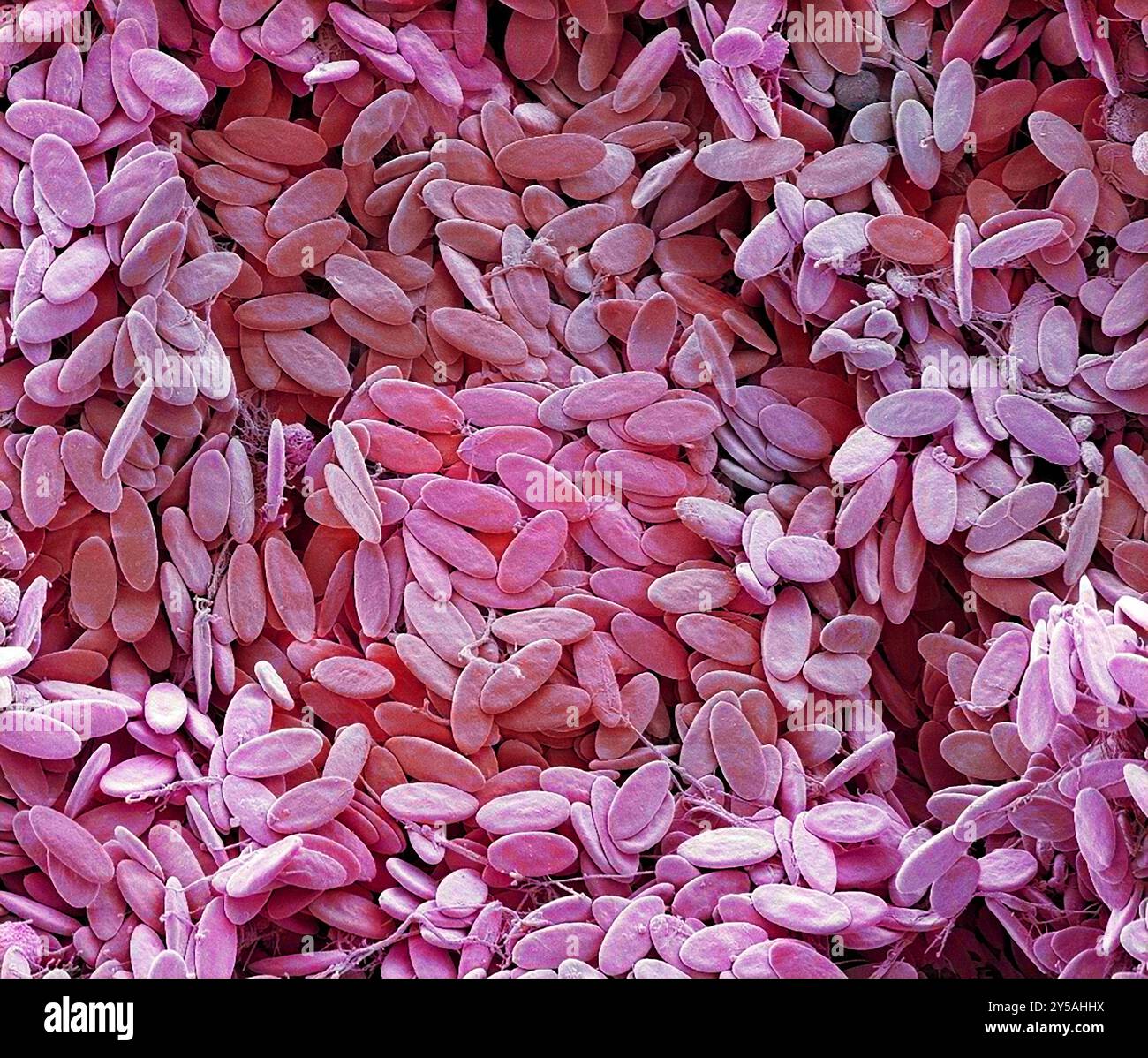 Bird red blood cells. Coloured scanning electron micrograph (SEM) of ...