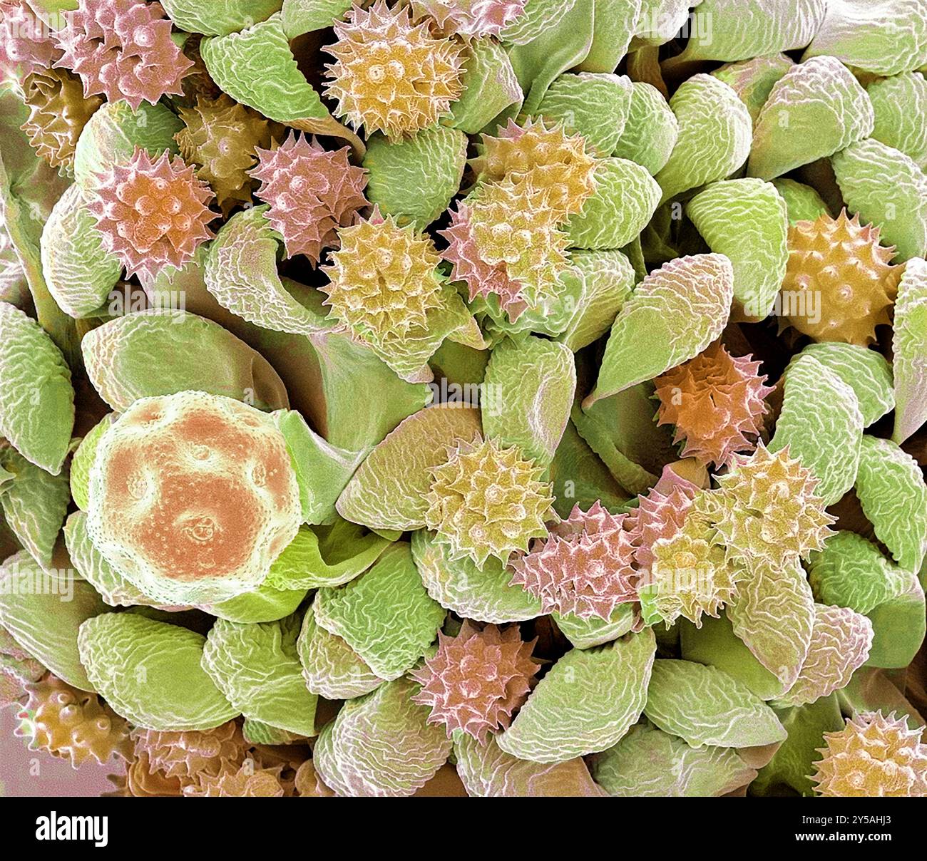 Daisy anther. Coloured scanning electron micrograph (SEM ...