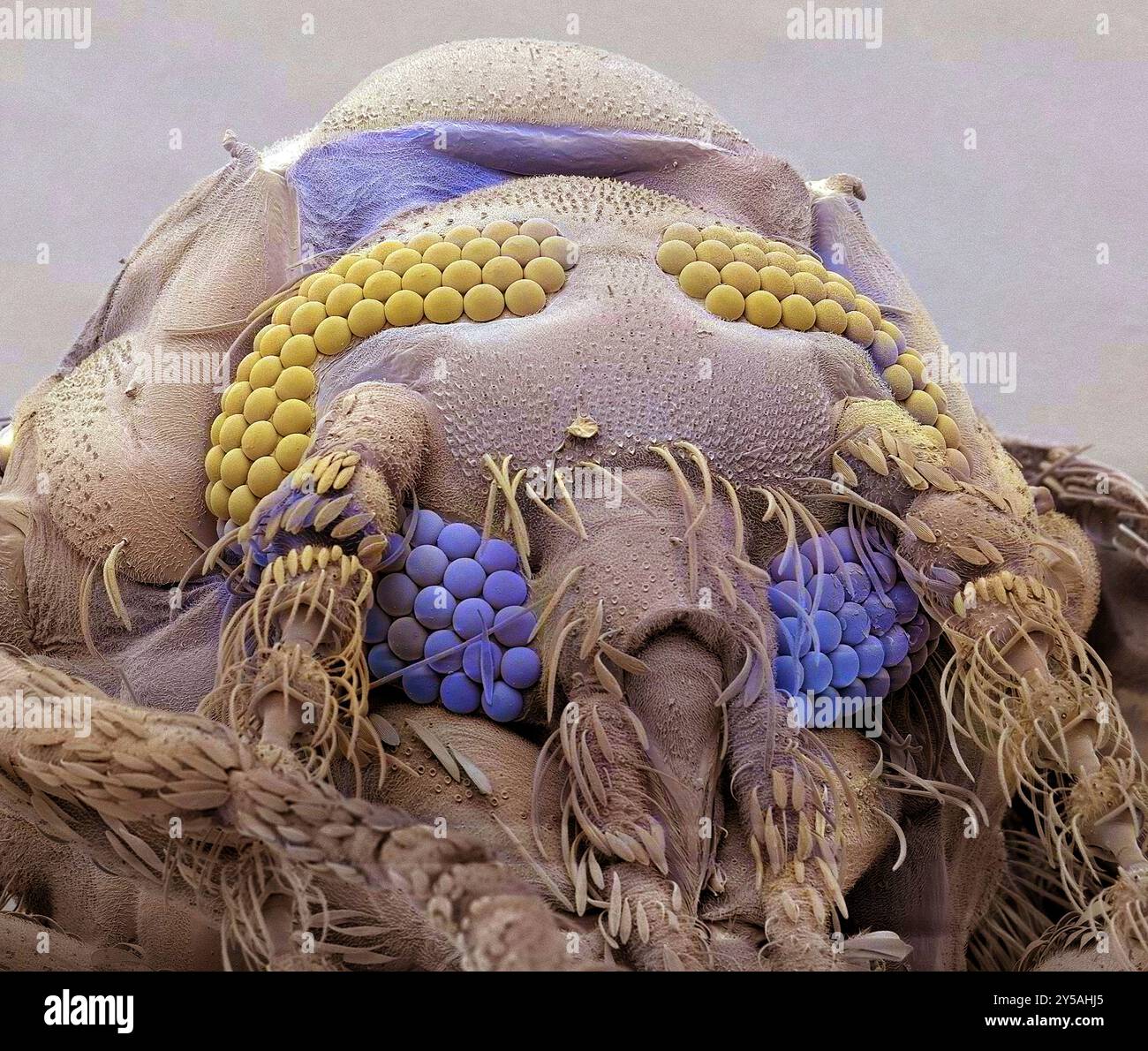 Moth fly. Coloured scanning electron micrograph (SEM) of a moth fly or ...