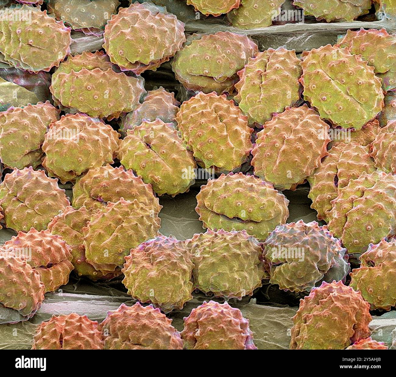 Cineraria pollen grain. Coloured scanning electron micrograph (SEM ...