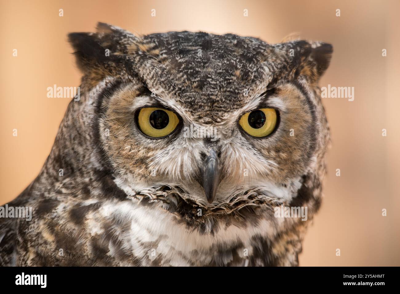 Horned owl images hi-res stock photography and images - Alamy