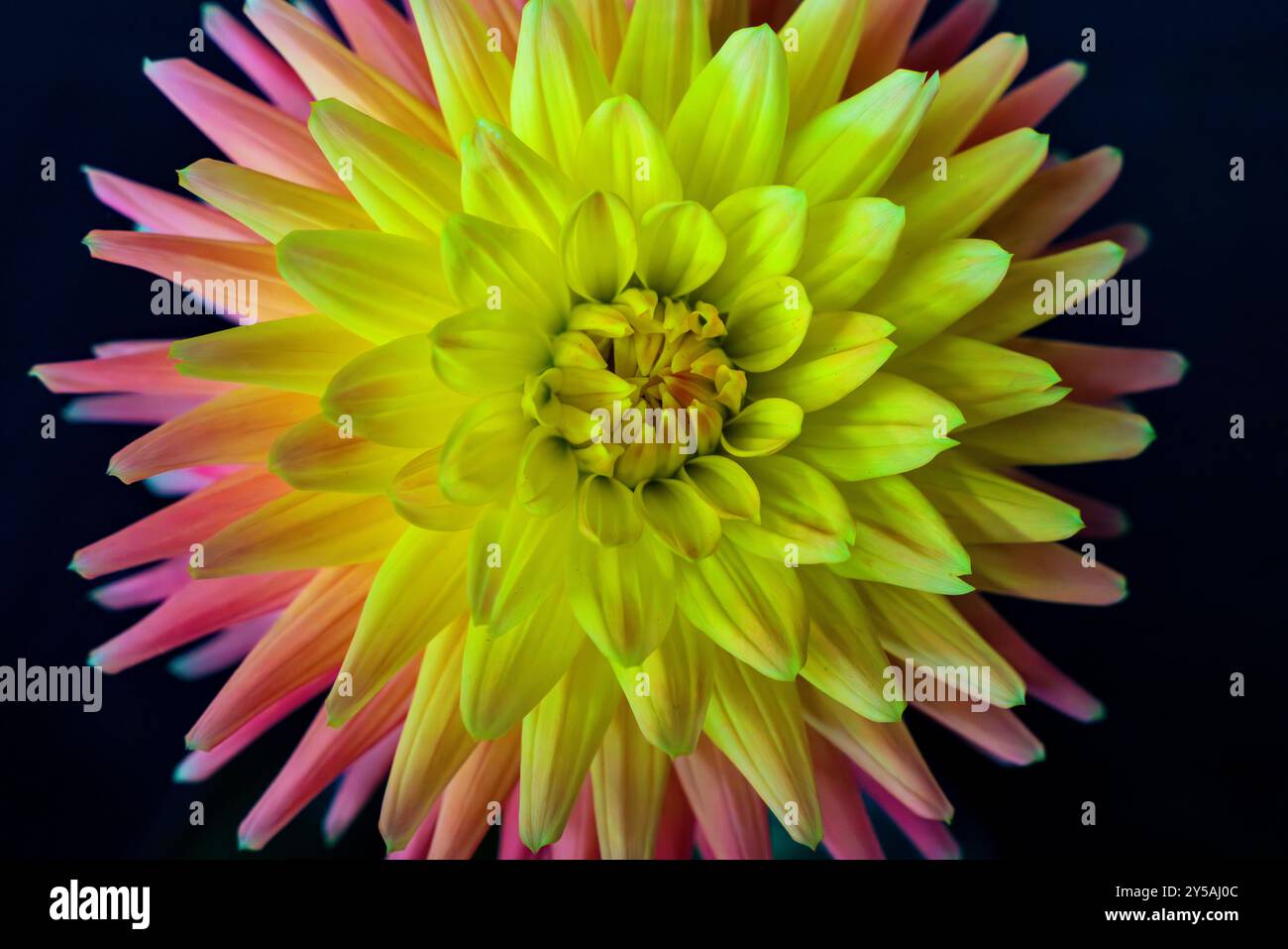 A stunning flower showcased at the 2024 Horticulture Competition County ...