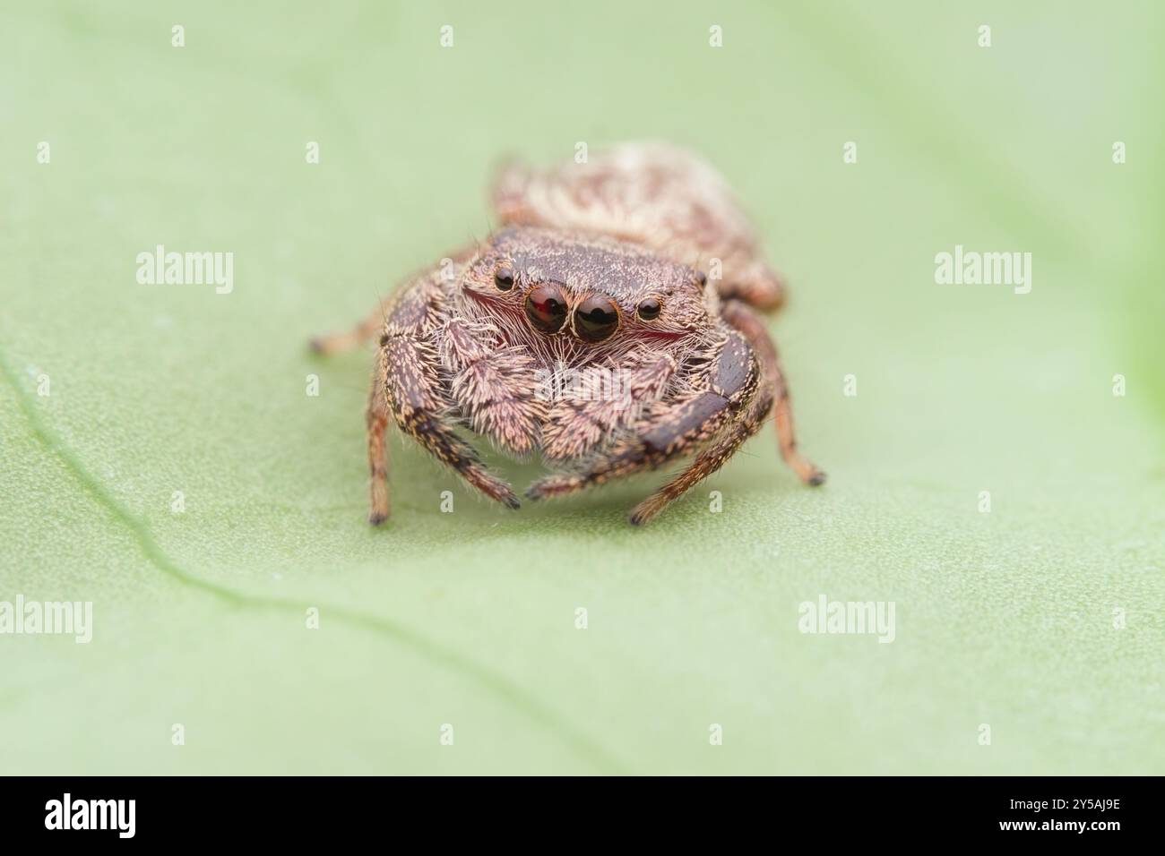 Cute mangrove jumping spider on the leaf Stock Photo - Alamy