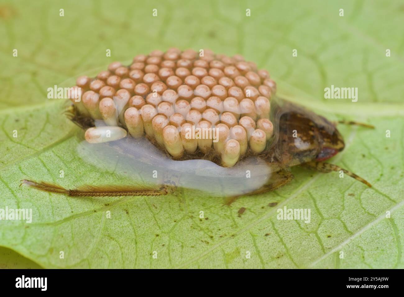 Water Bug Eggs