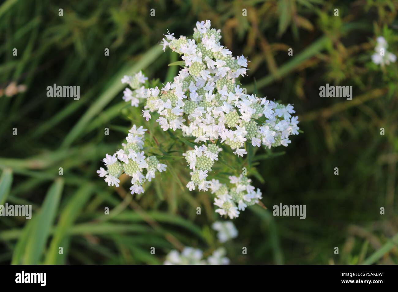 Slender mountain mint at Pine Dunes Forest Preserve in Antioch ...