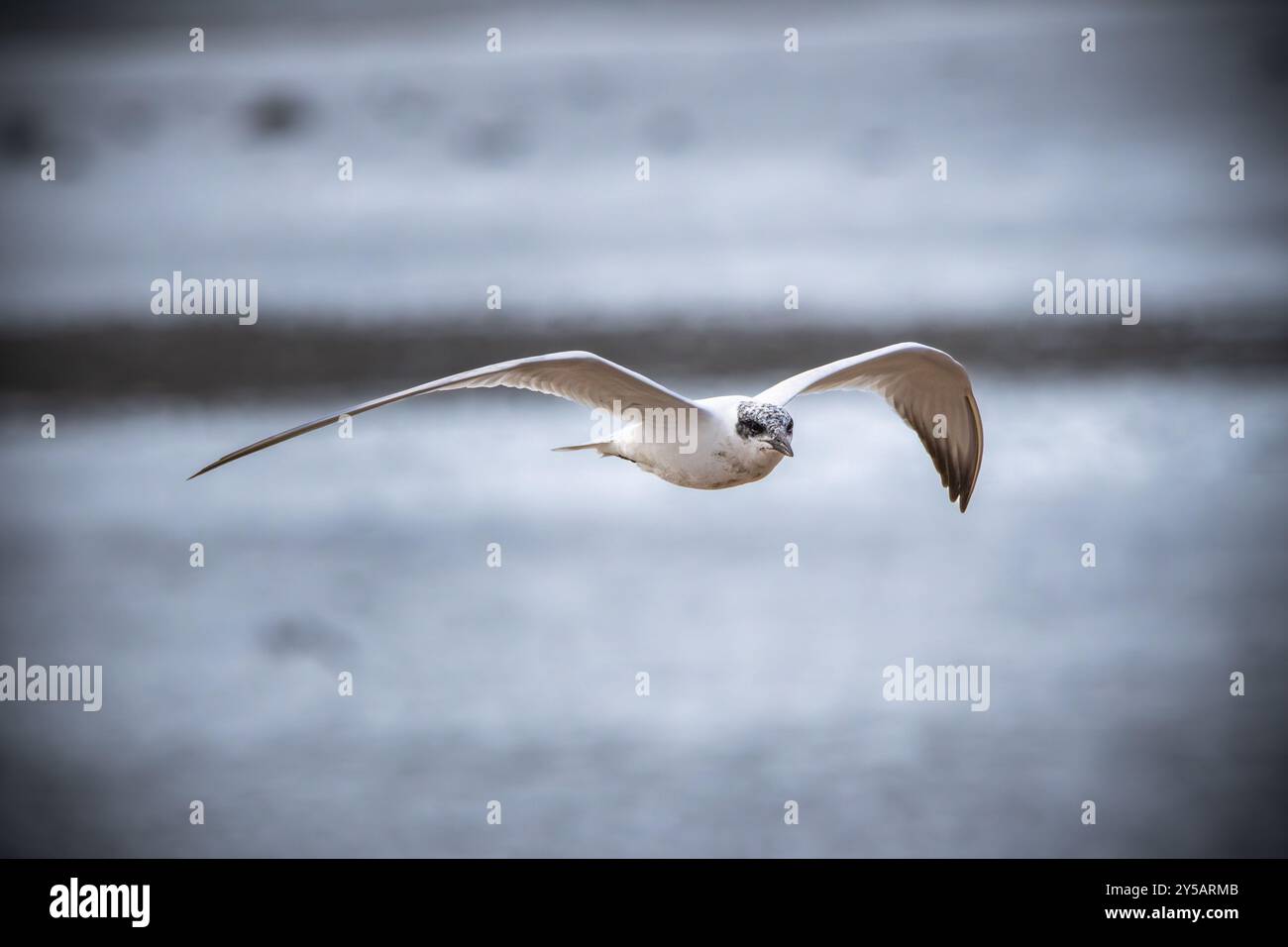 An Australian Tern in flight over water Stock Photo - Alamy