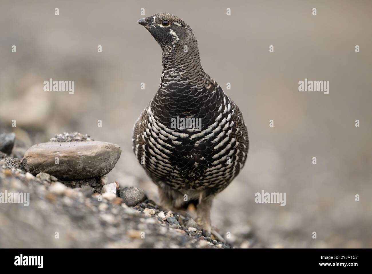 Spruce grouse on gravel, Denali National Park, Alaska Stock Photo - Alamy