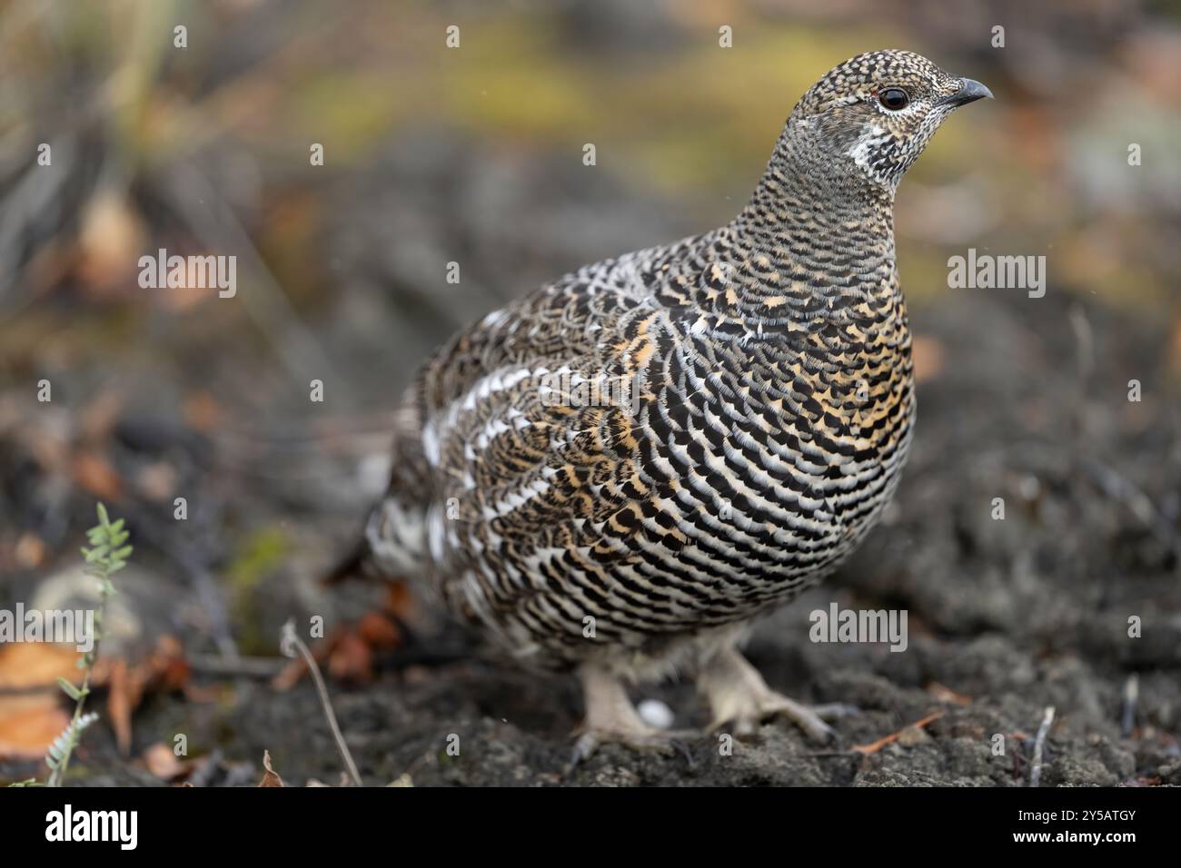 Spruce grouse on gravel, Denali National Park, Alaska Stock Photo - Alamy