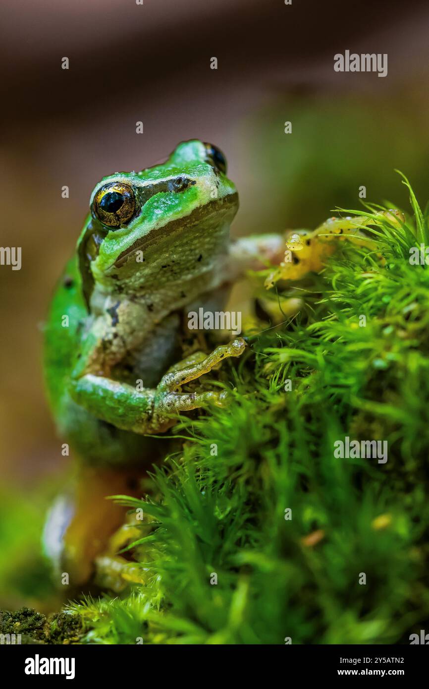 Pseudoacris regilla hi-res stock photography and images - Alamy