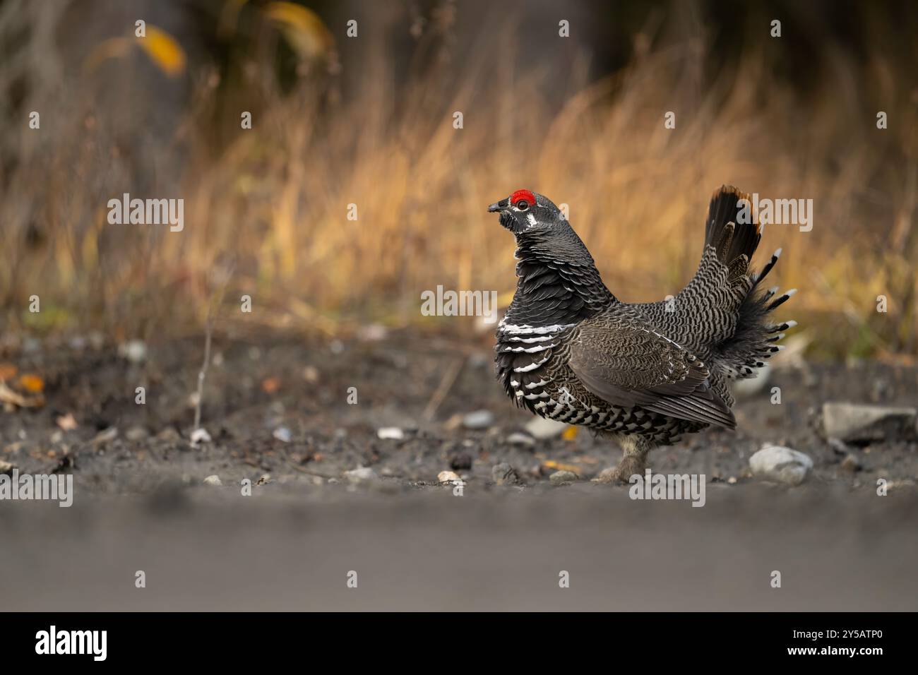 Grouse matting display hi-res stock photography and images - Alamy