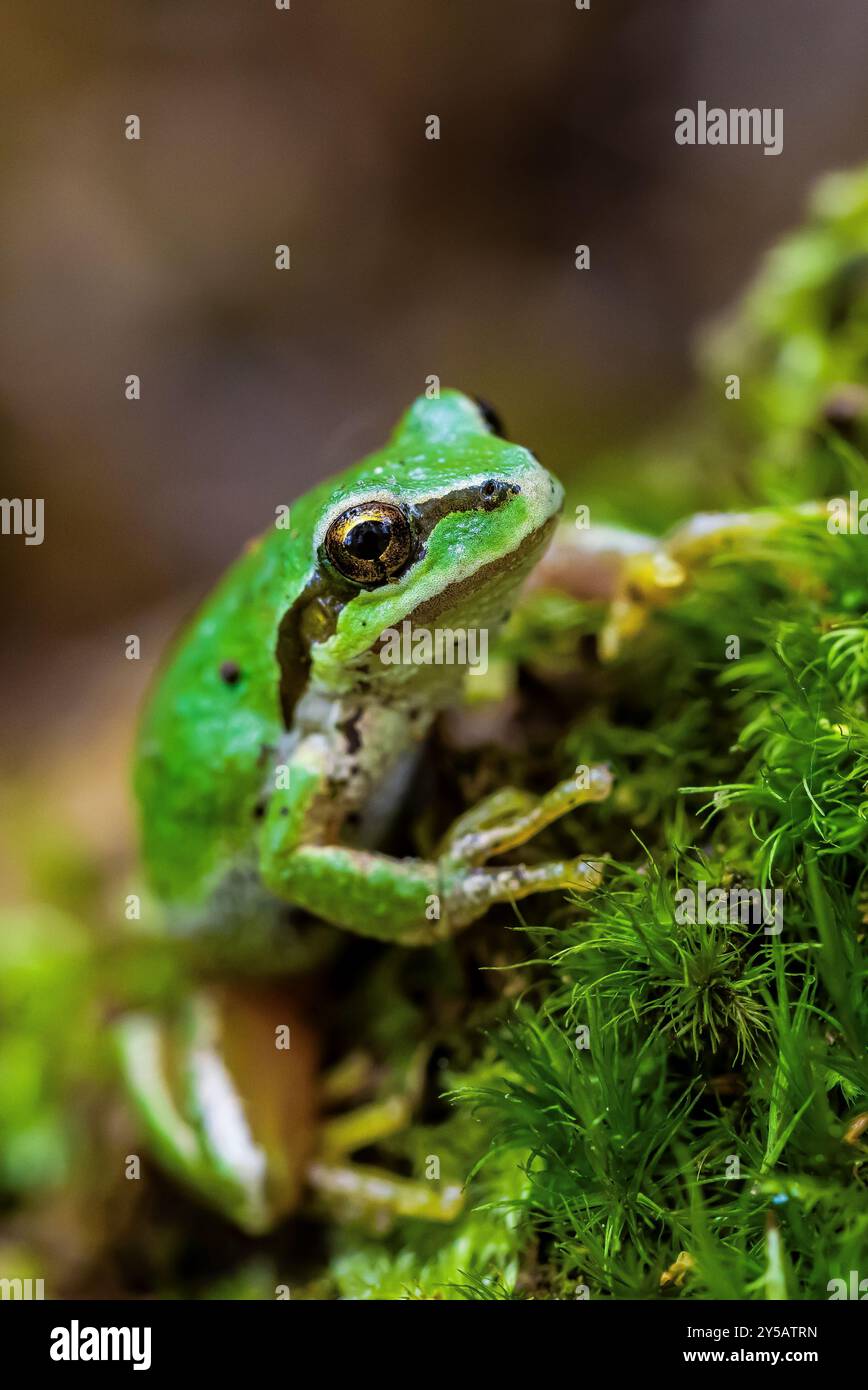 Pacific Treefrog, Pseudoacris regilla, on the Olympic Peninsula ...