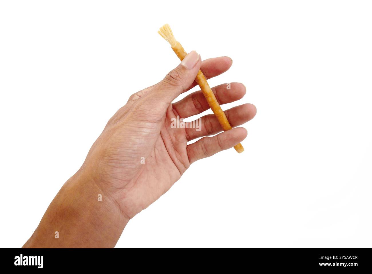 Hand holding a stick of siwak, traditional sunnah toothbrush, muslim ...