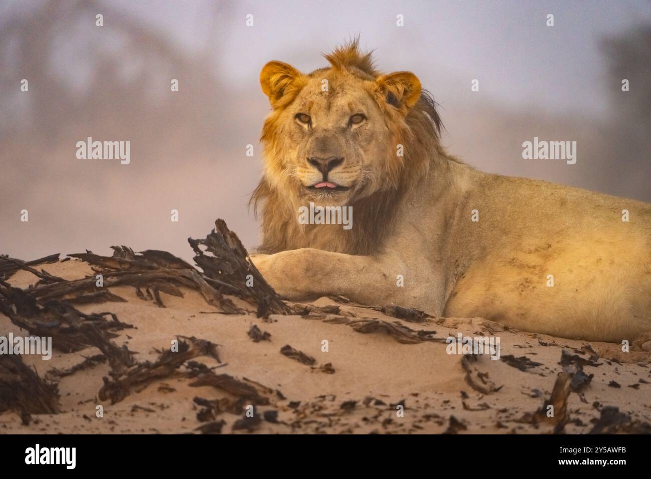 Africa namibia lion desert lion hi-res stock photography and images - Alamy