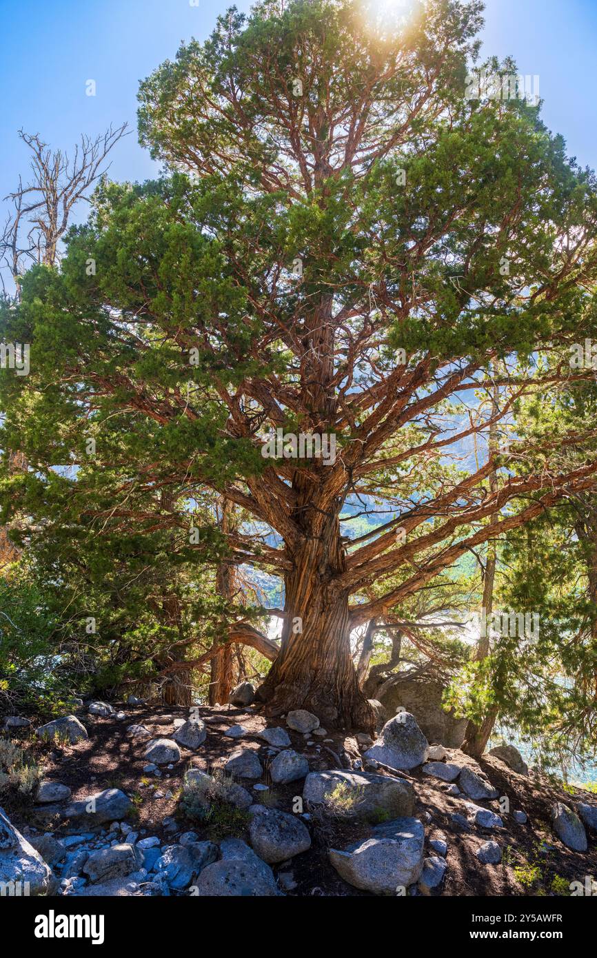Mammoth tree of california hi-res stock photography and images - Alamy