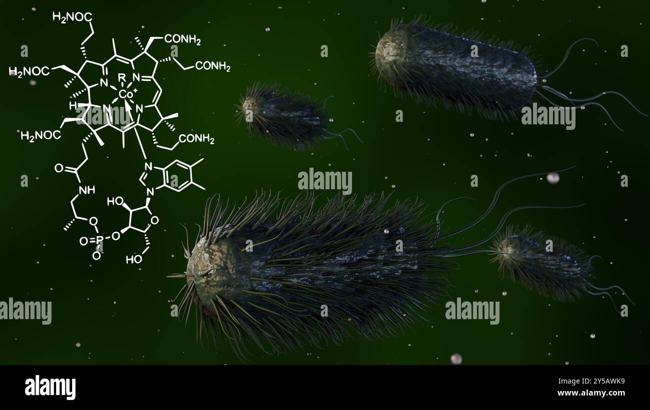 3d rendering of E. coli is one of the primary sources of vitamin B12 in ...