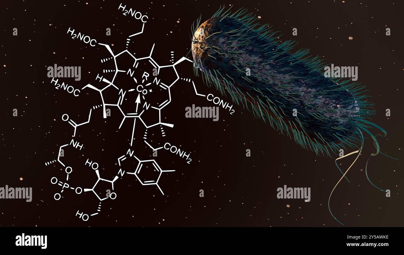 3d rendering of E. coli is one of the primary sources of vitamin B12 in ...