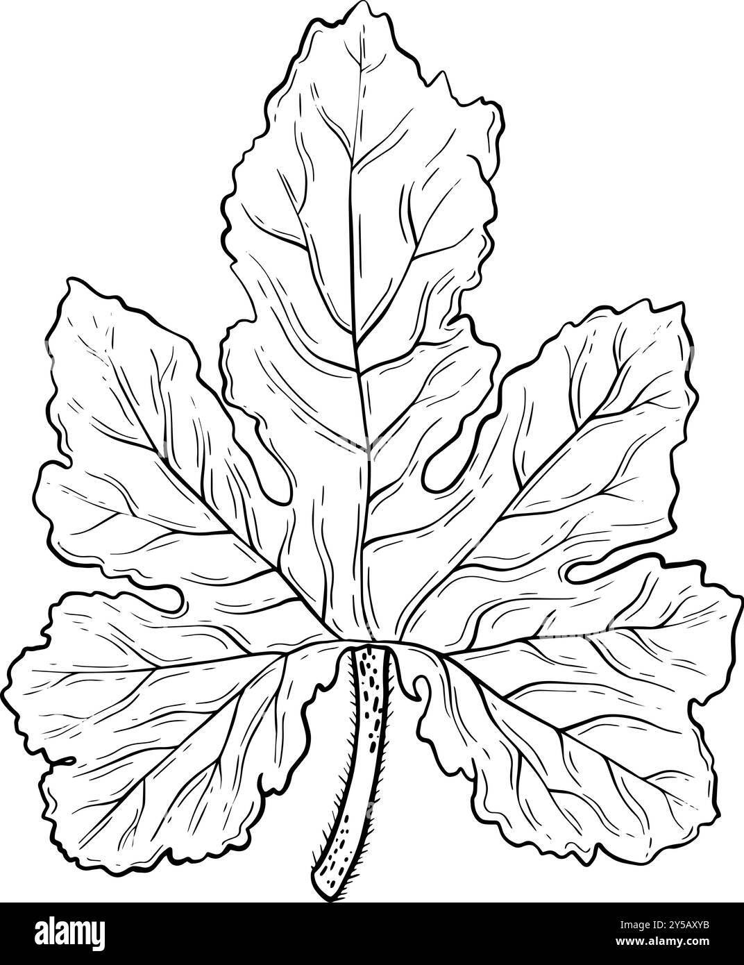 A beautifully detailed black and white illustration depicting a leaf ...
