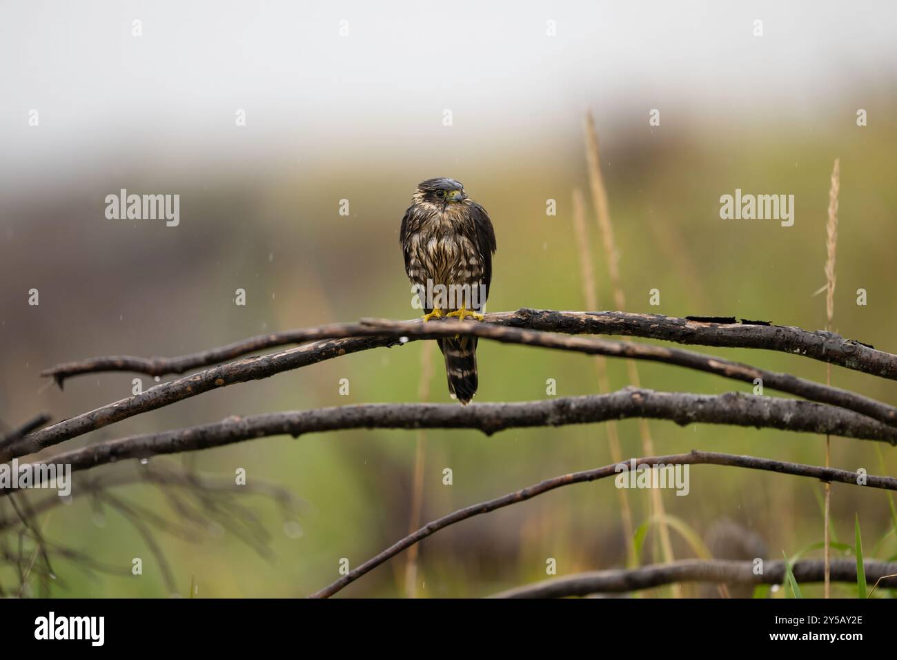 Merlin in storm hi-res stock photography and images - Alamy