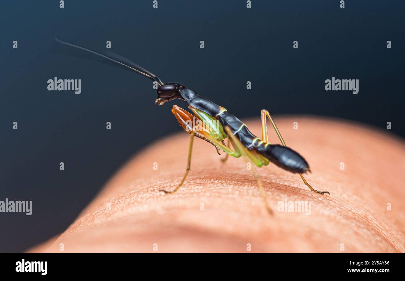 Small praying mantis with black and green coloration is standing on a ...