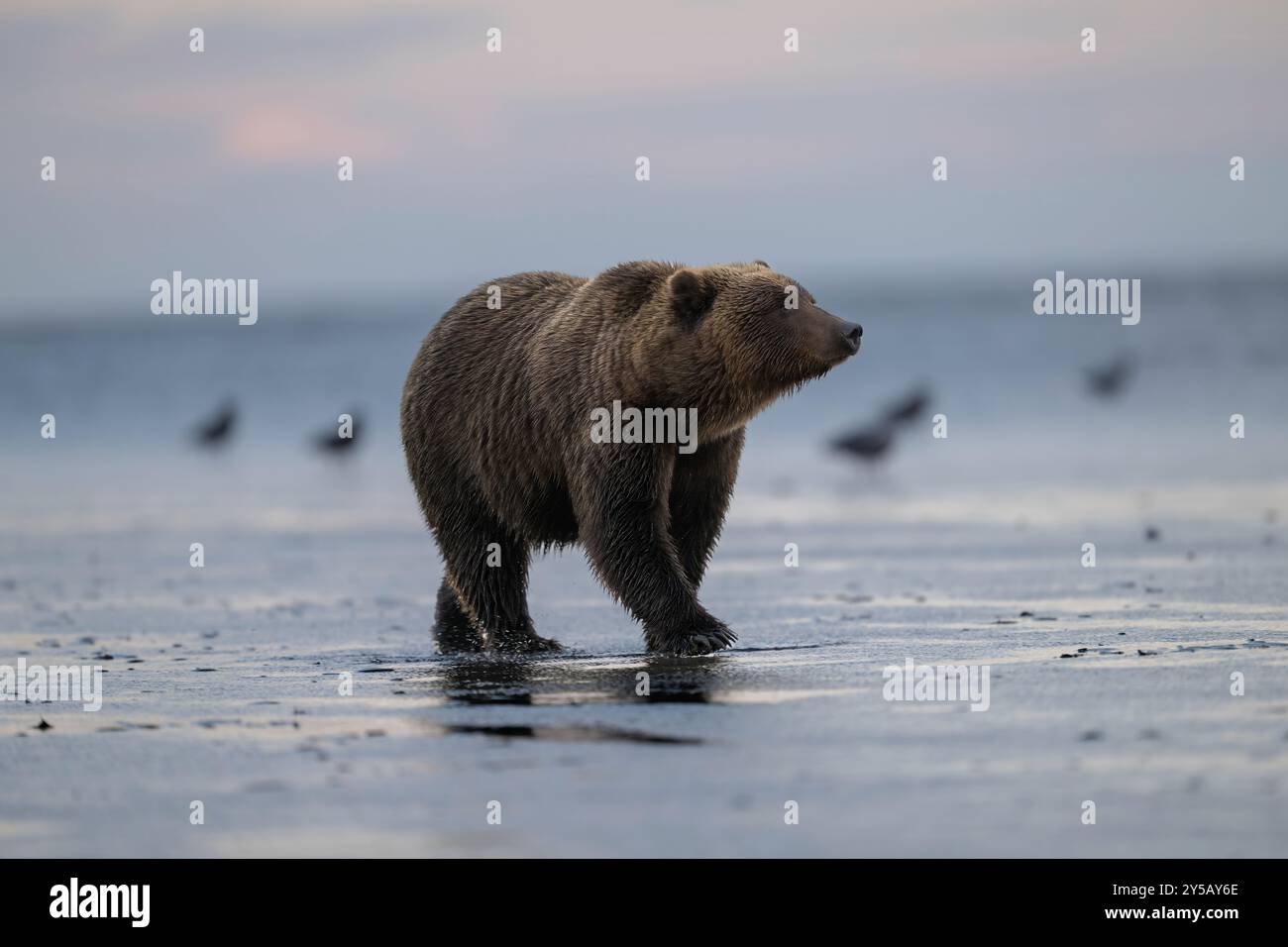 Alaskan coastal brown bear walking on the tidal flats of Lake Clark ...