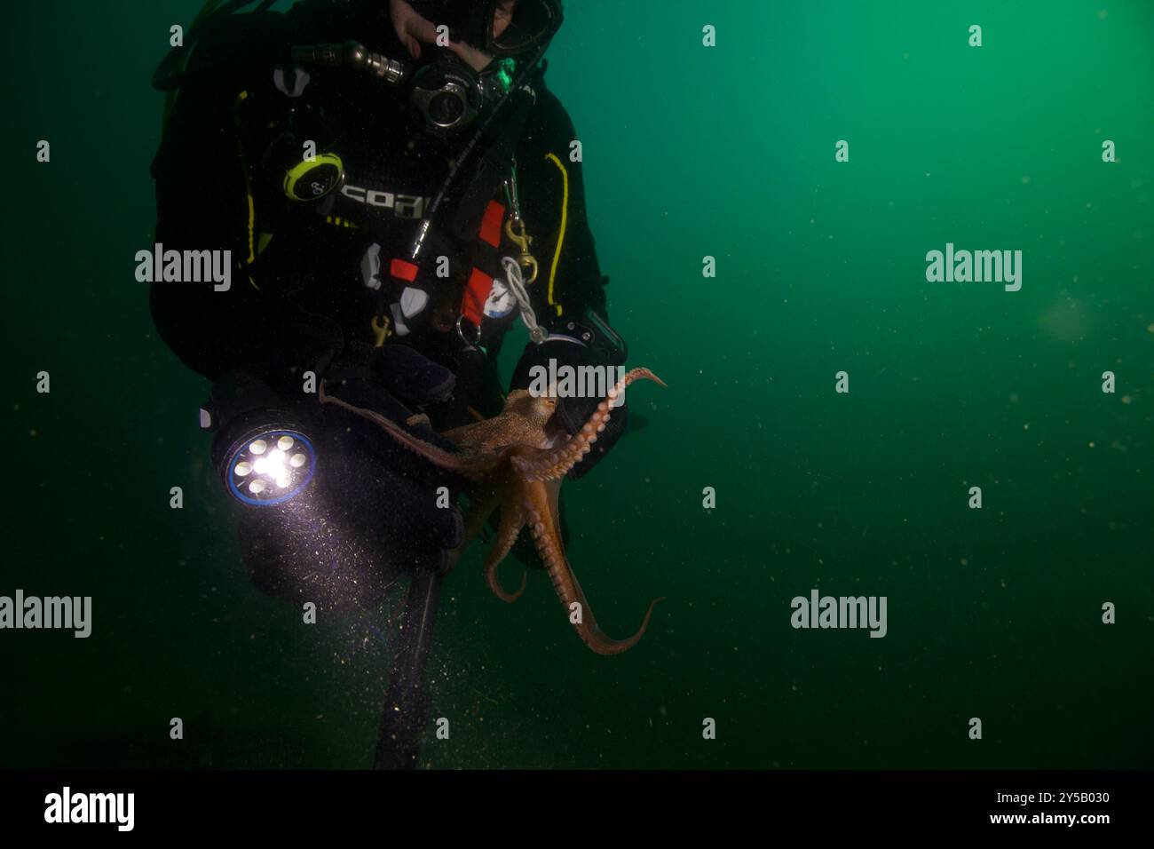 Scuba diver encounter with octopus Stock Photo - Alamy