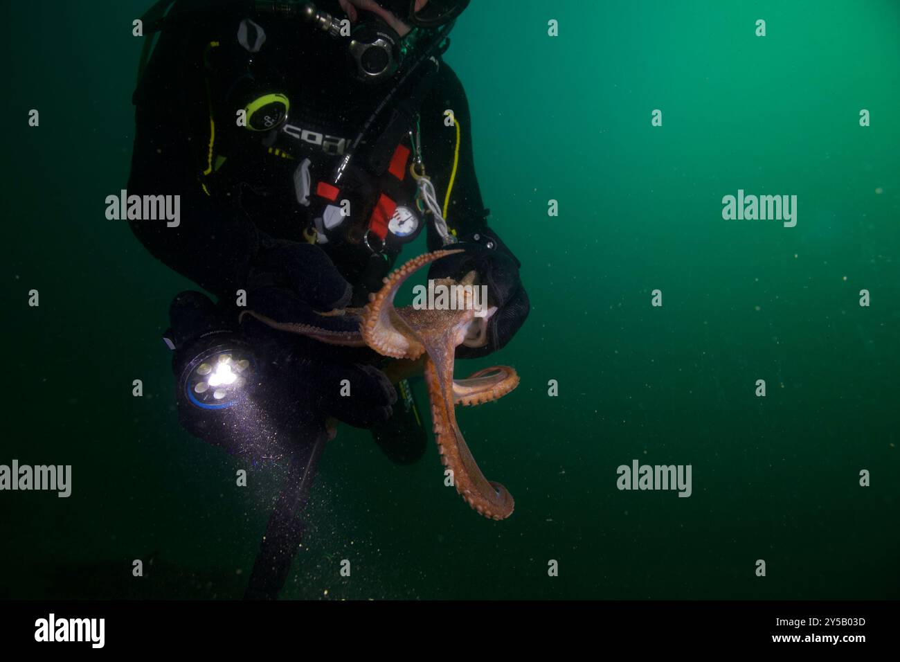 Scuba diver encounter with octopus Stock Photo - Alamy