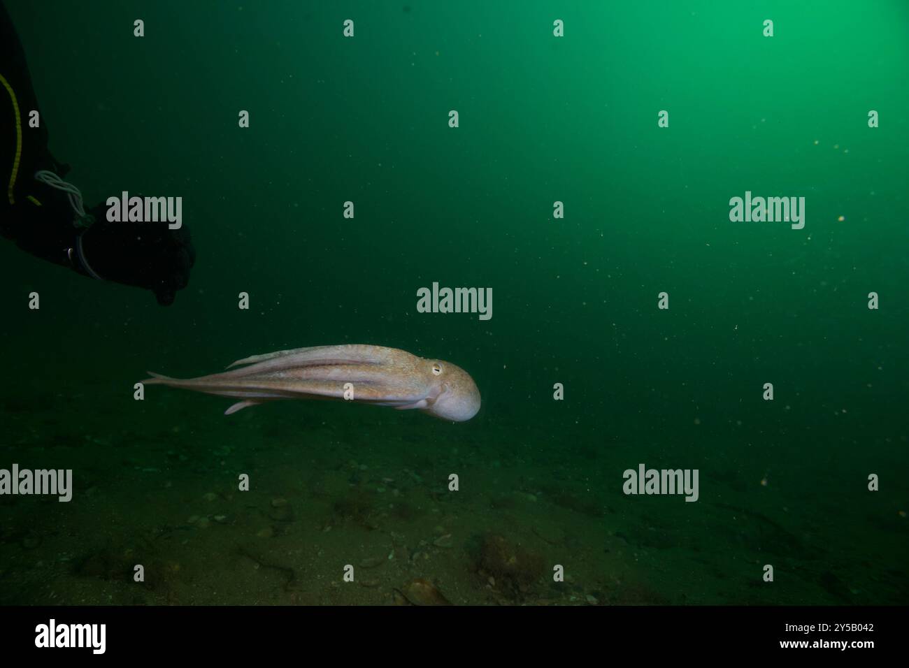 Scuba diver encounter with octopus Stock Photo - Alamy