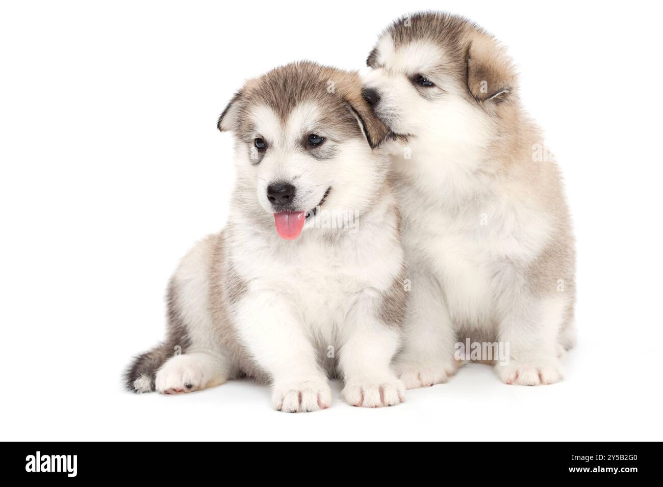 Funny alaskan malamute dog Cut Out Stock Images & Pictures - Alamy