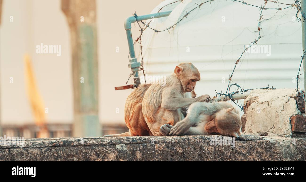 Jaipur, Rajasthan, India. Three Monkeys Sitting Near Water Tank. Water ...