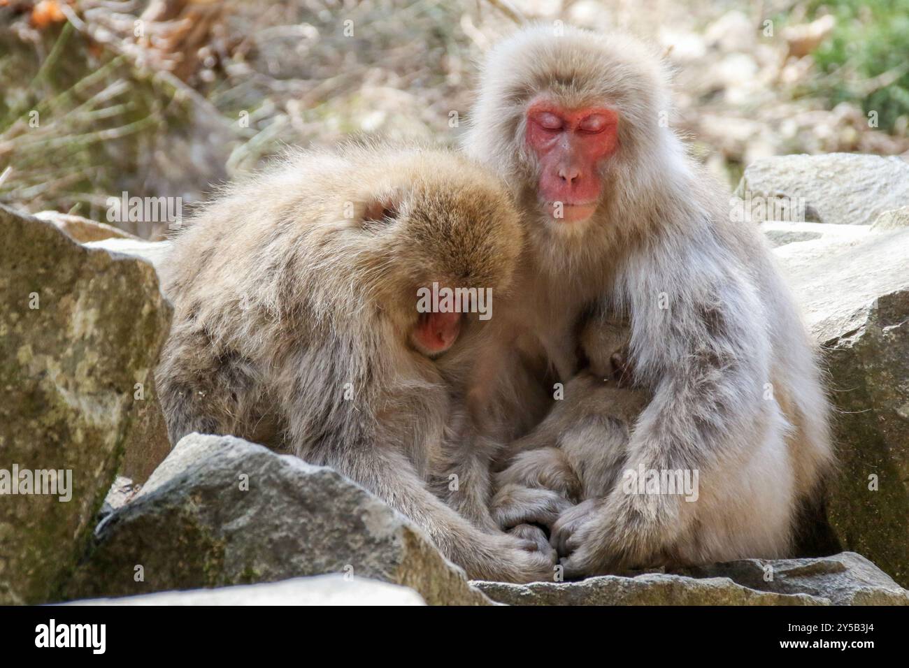 Jigoku-dani Snow Monkey Park, located in Yamanouchi, Japan is known for ...