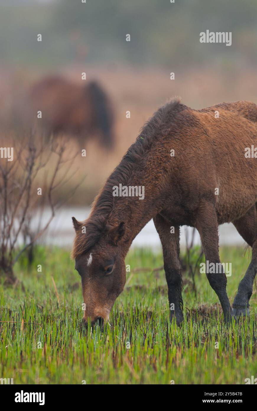 young Corolla horse yearling grazing on marsh grass in marshland of the ...