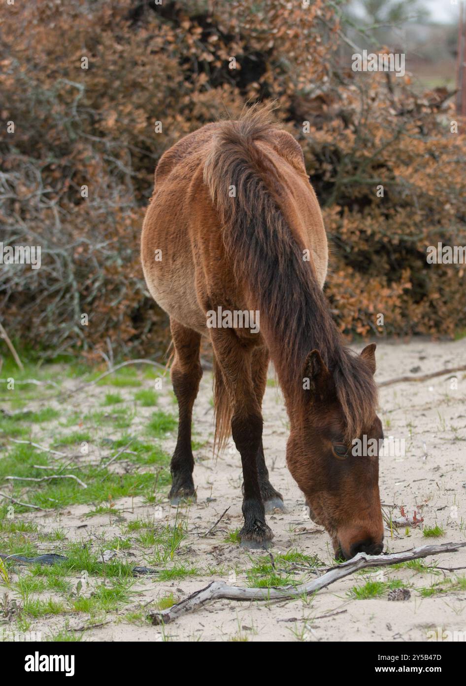 young Corolla horse yearling grazing on grassy area in sandy beach of ...