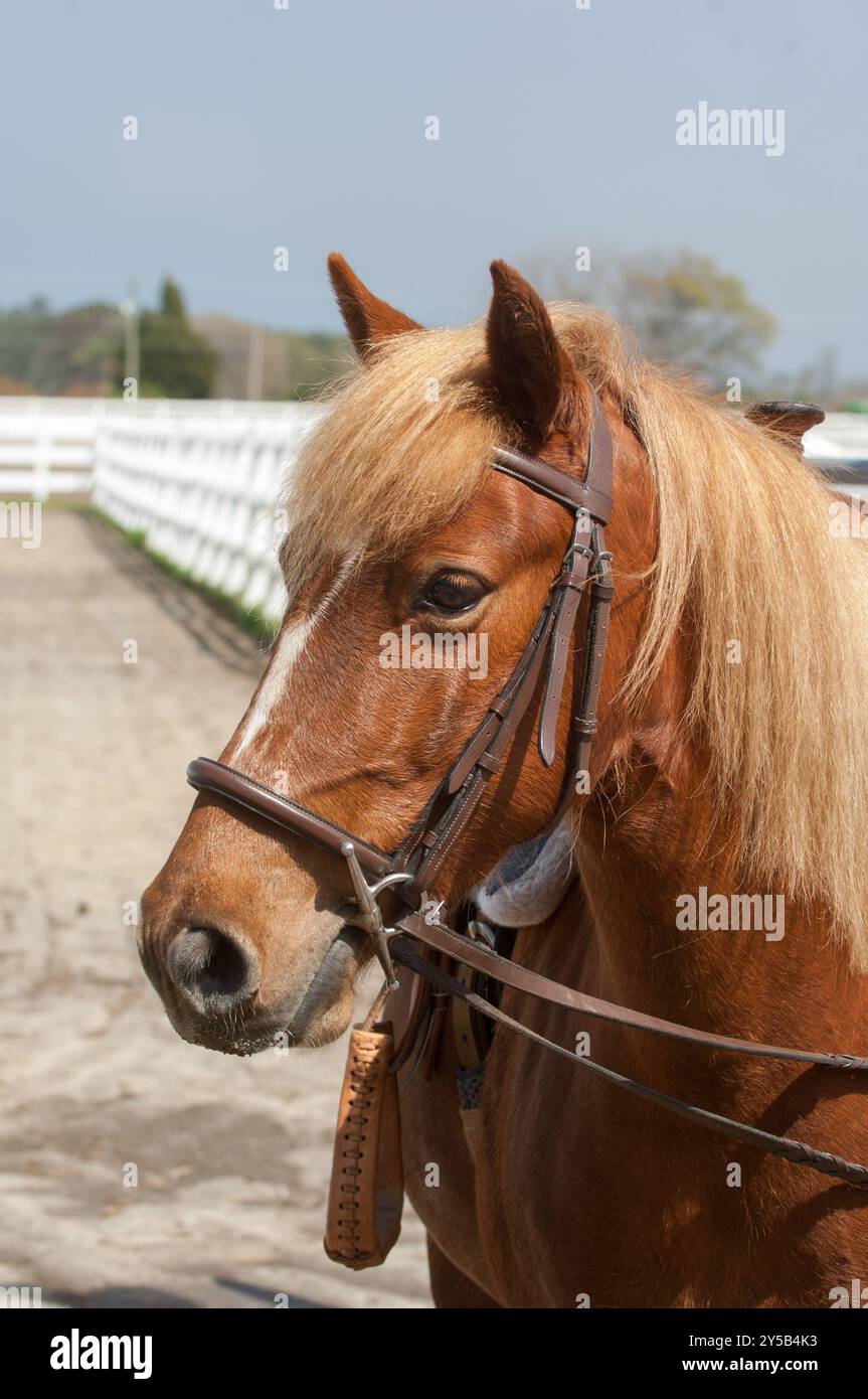 Corolla horse tacked hi-res stock photography and images - Alamy