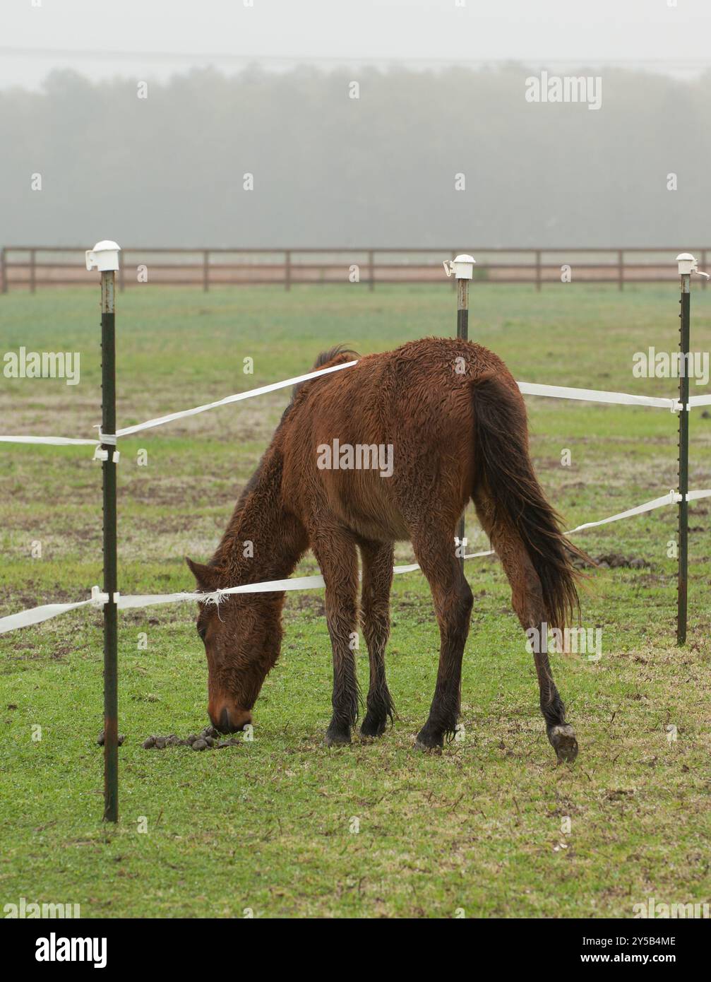 Horse Safe Braid Fencing Amazon.com : ElectroBraid PBRC1000C2 EB 1000