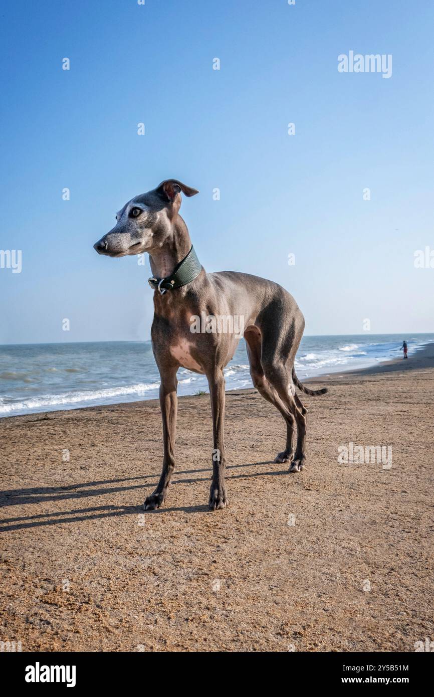 Italian Greyhound on the beach Stock Photo - Alamy