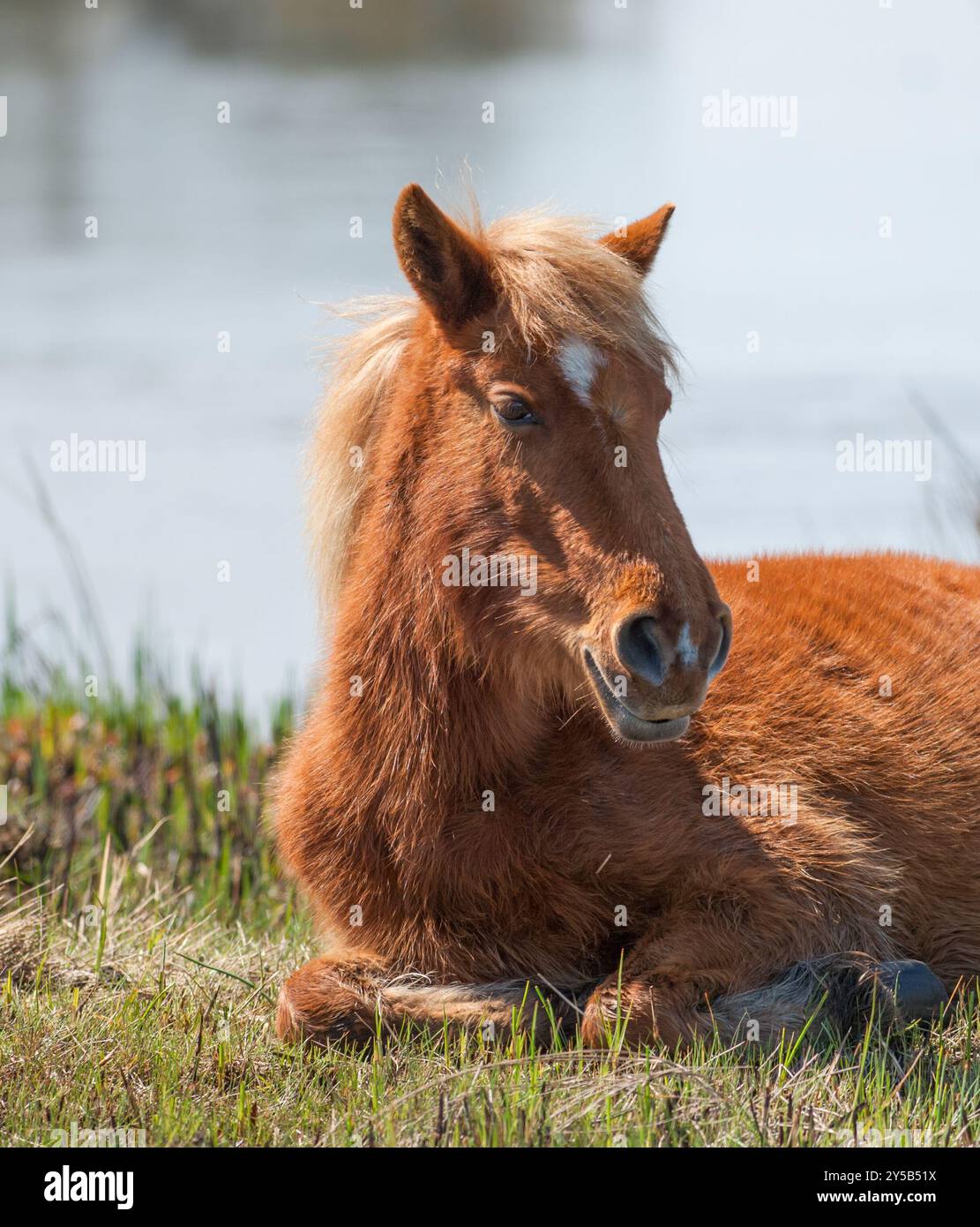 Corolla horse laying down in grass of the outer banks of North Carolina ...
