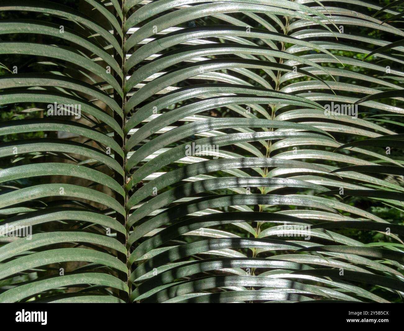 Tropical exotic plant feather form glossy leaves. Decorative shiny ...