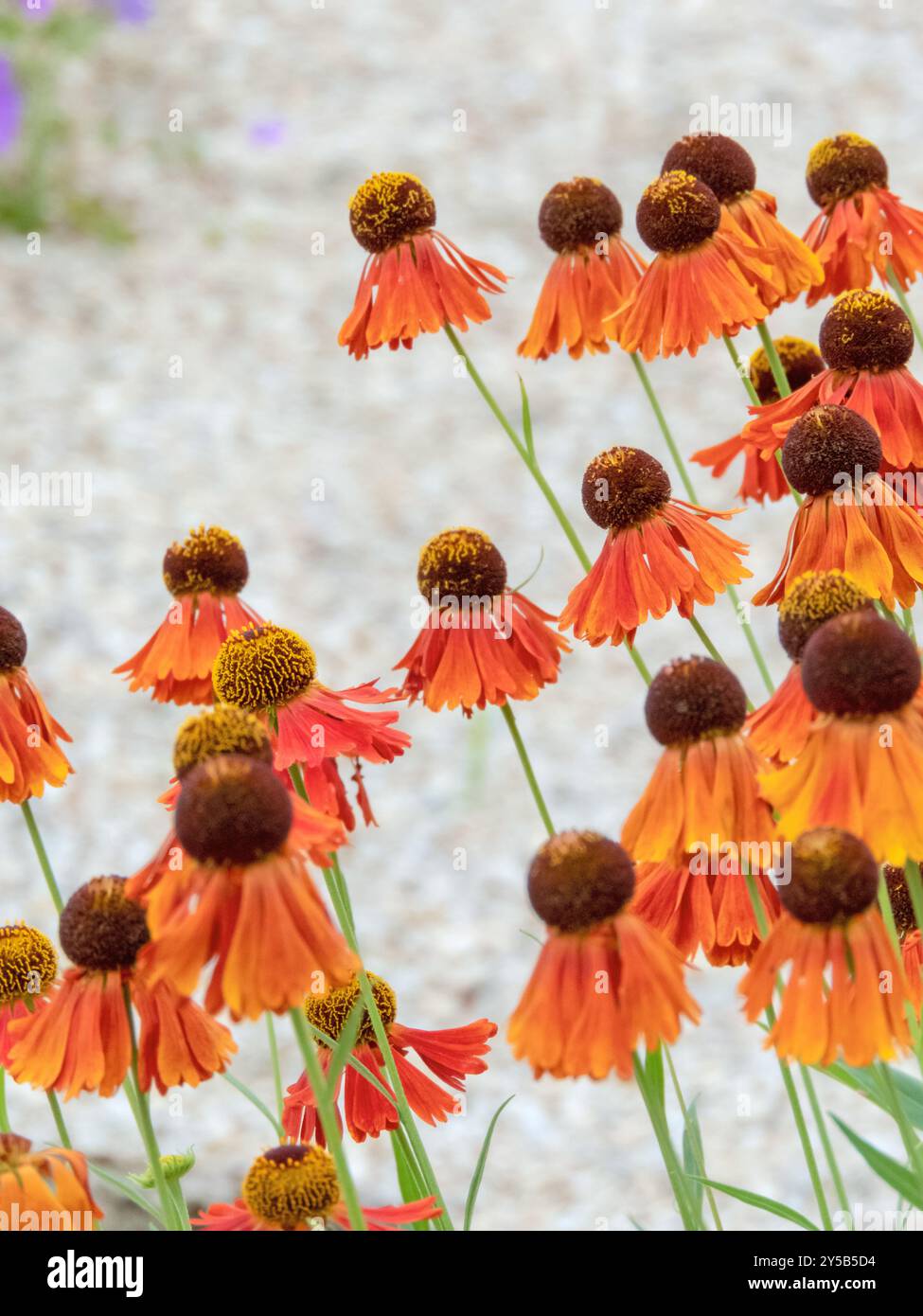 Herbaceous perennial plant hi-res stock photography and images - Alamy