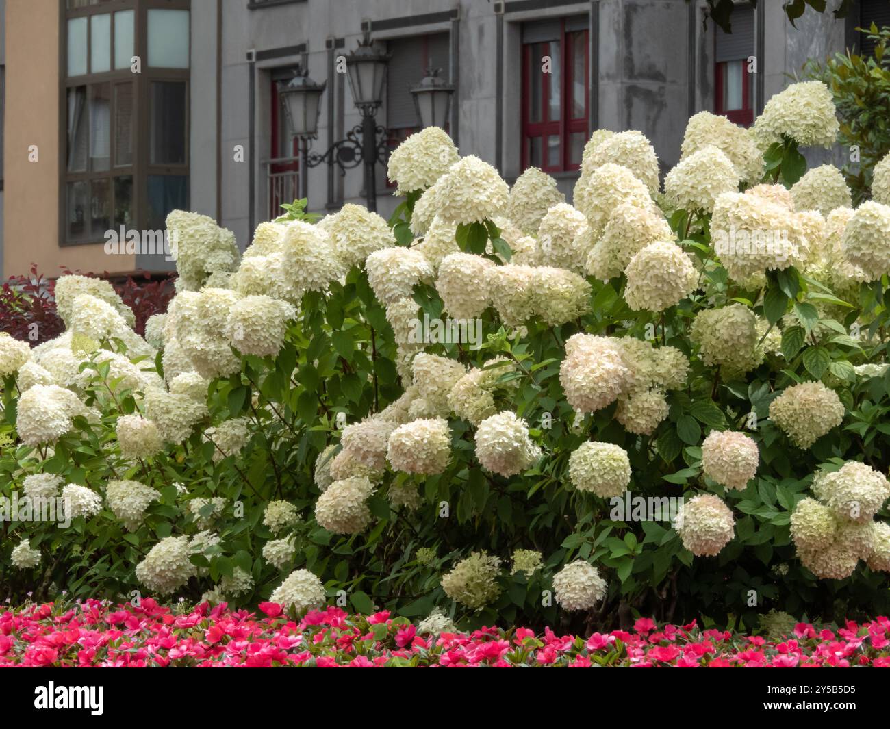 Hydrangea paniculata flowering shrub in the urban landscaping. Panicled ...