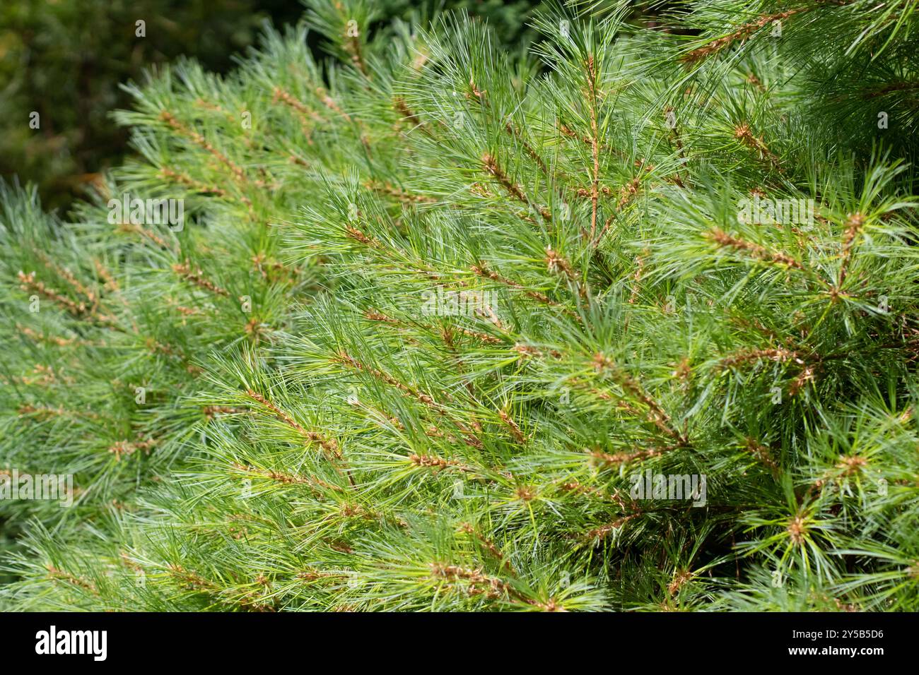 Pinus strobus branches closeup. Eastern white pine bright green foliage ...