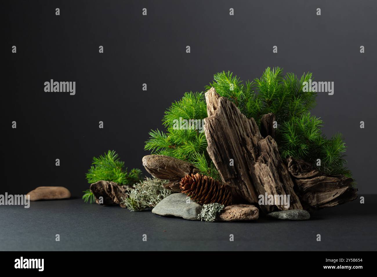 Abstract nature scene with a composition of spruce branches, stones ...