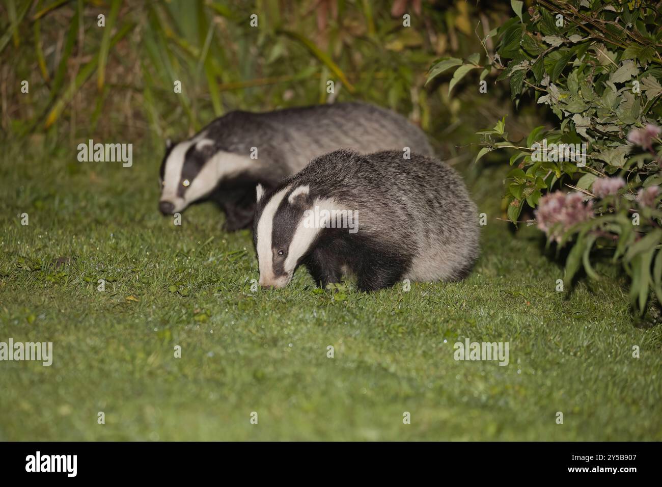 Badgers meles meles uk garden hi-res stock photography and images - Alamy