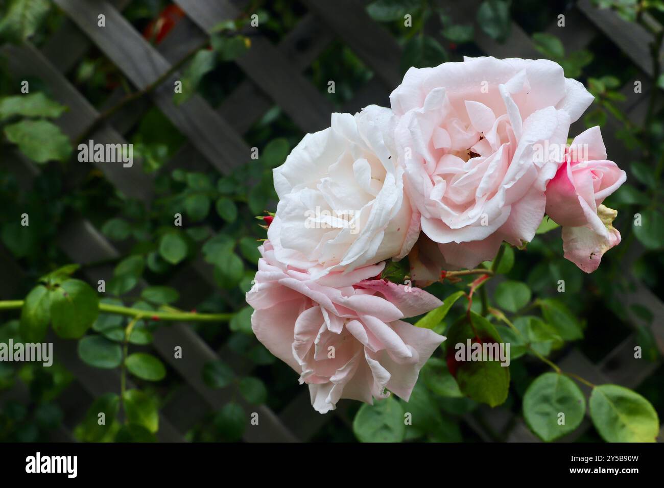 Light pink roses in the garden Stock Photo - Alamy