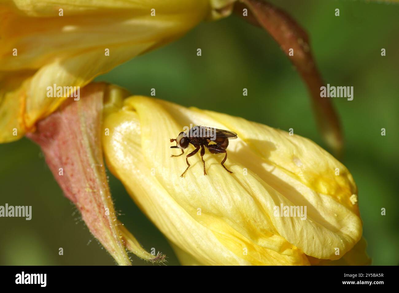 Thick-headed fly (Sicus ferrugineus), family Conopidae on the flower of ...