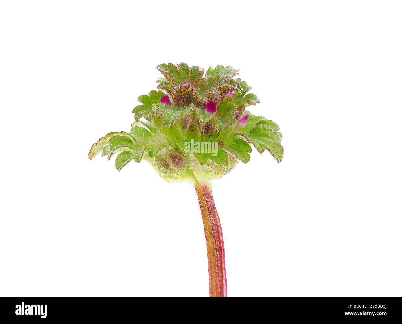 Common henbit lamium amplexicaule hi-res stock photography and images ...