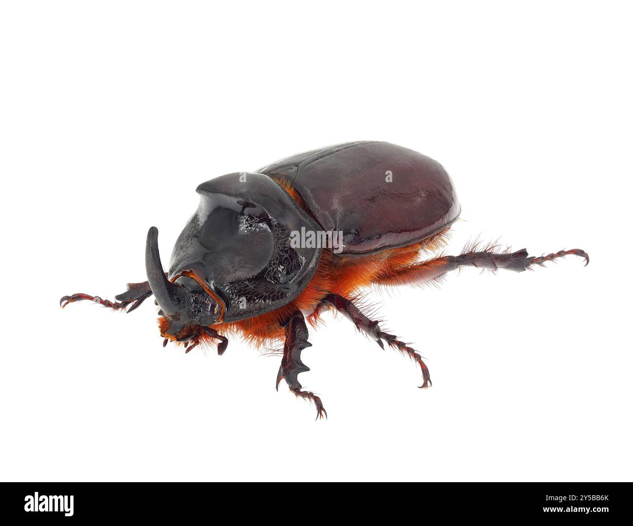 European rhinoceros beetle isolated on white background, Oryctes ...