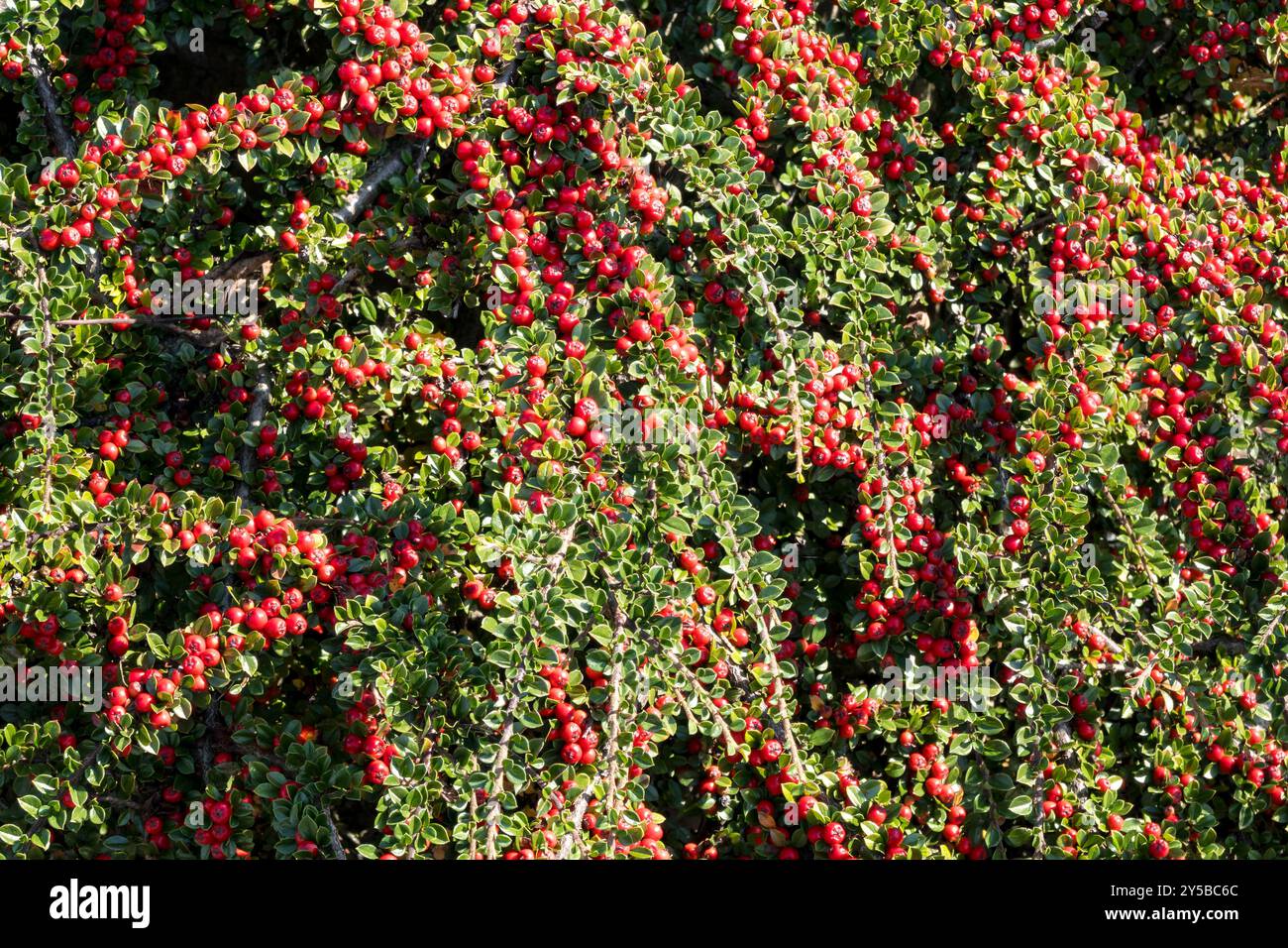 Cotoneaster horizontalis shrub red berries hi-res stock photography and ...