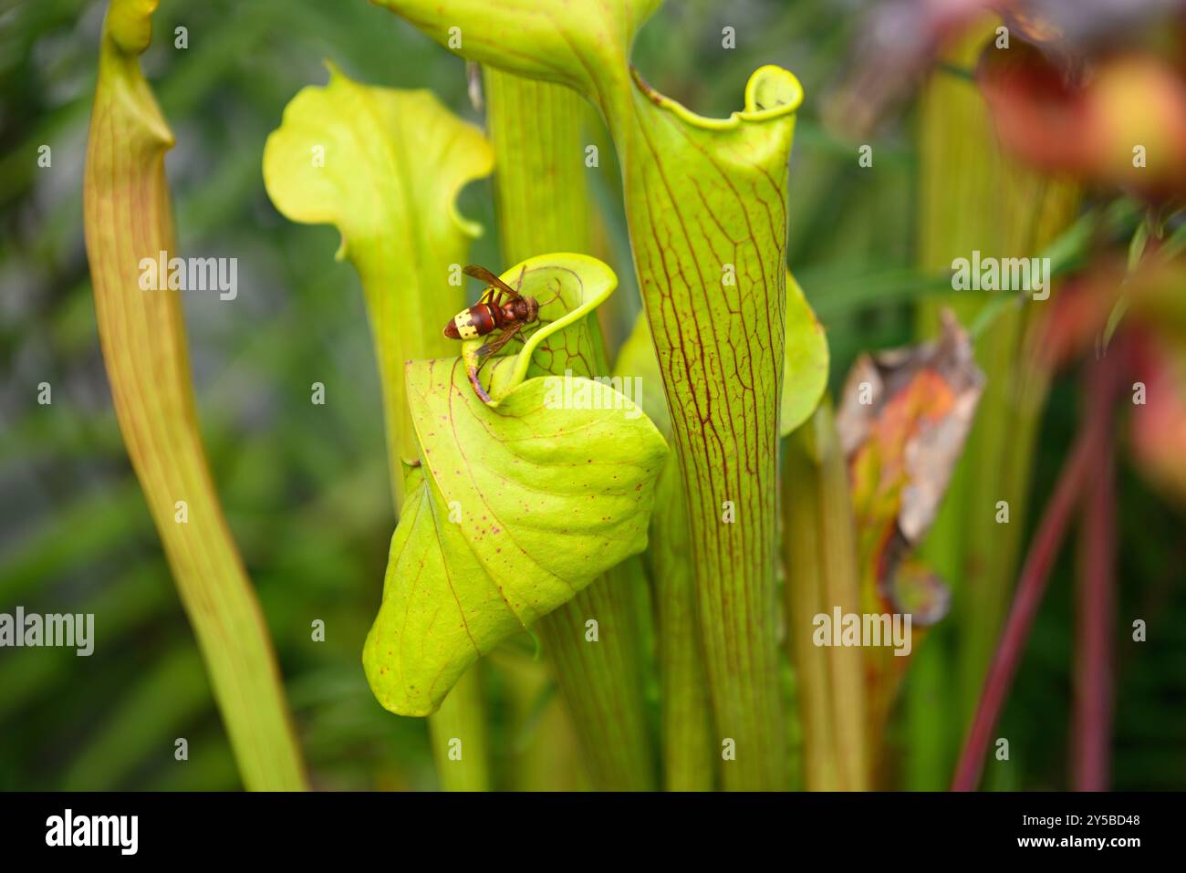 Pitcher carnivorous plant capturing wasp insects to digest, Vespa ...